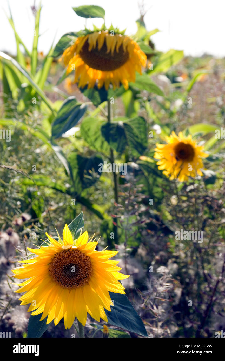 Edge of sunflowers hi-res stock photography and images - Alamy