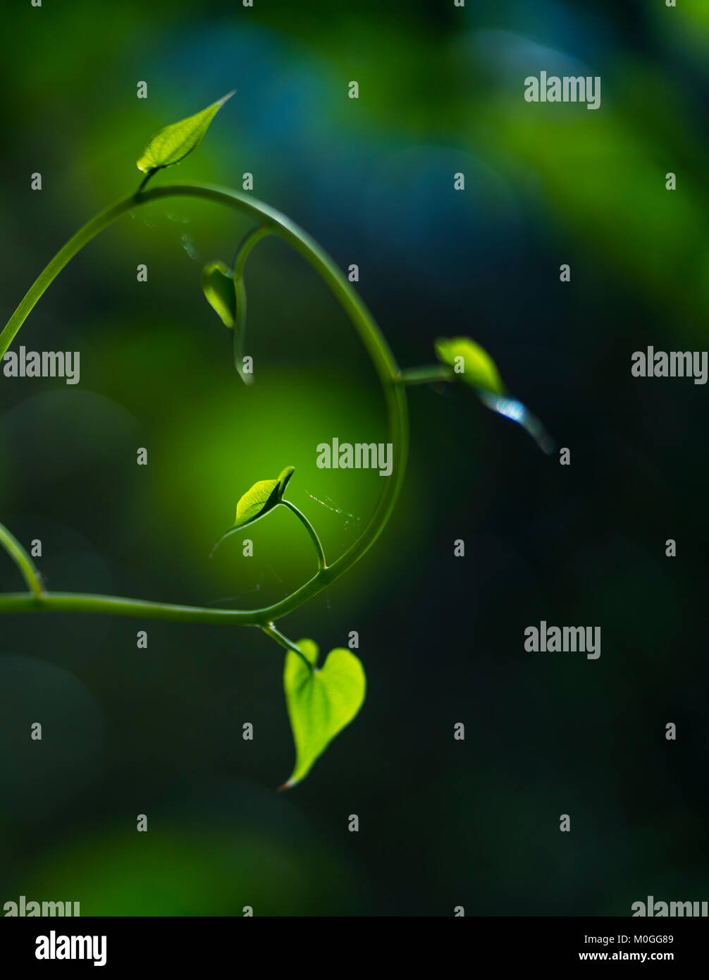 Smilax aspera, with common names common smilax,[2] rough bindweed,[3 ...