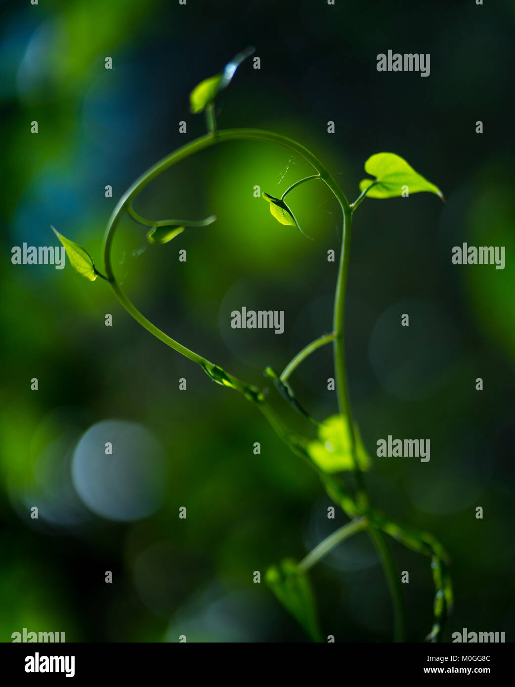 Smilax aspera, with common names common smilax,[2] rough bindweed,[3 ...