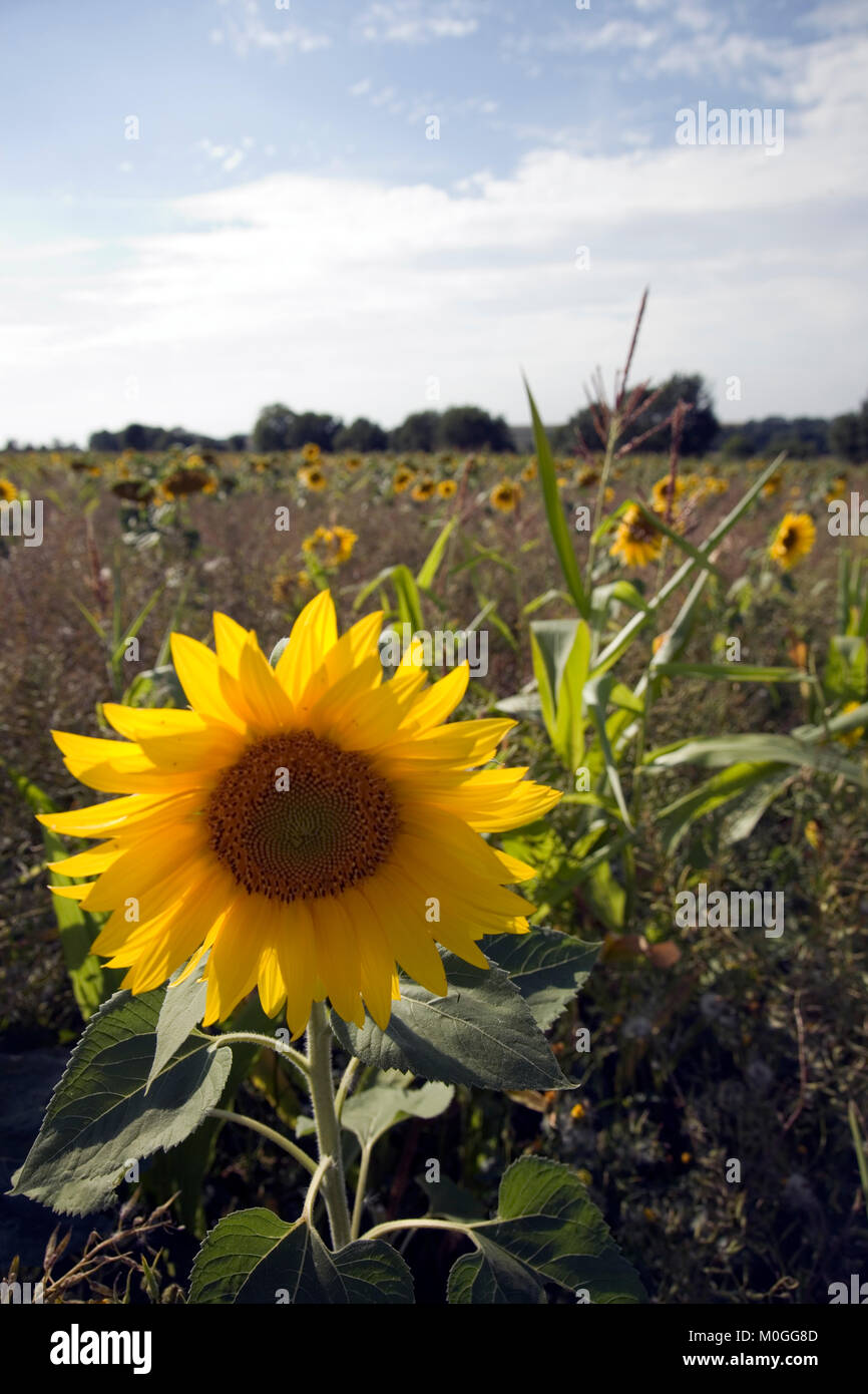 A single sunflower on the edge of a field of sunflowers Stock Photo - Alamy