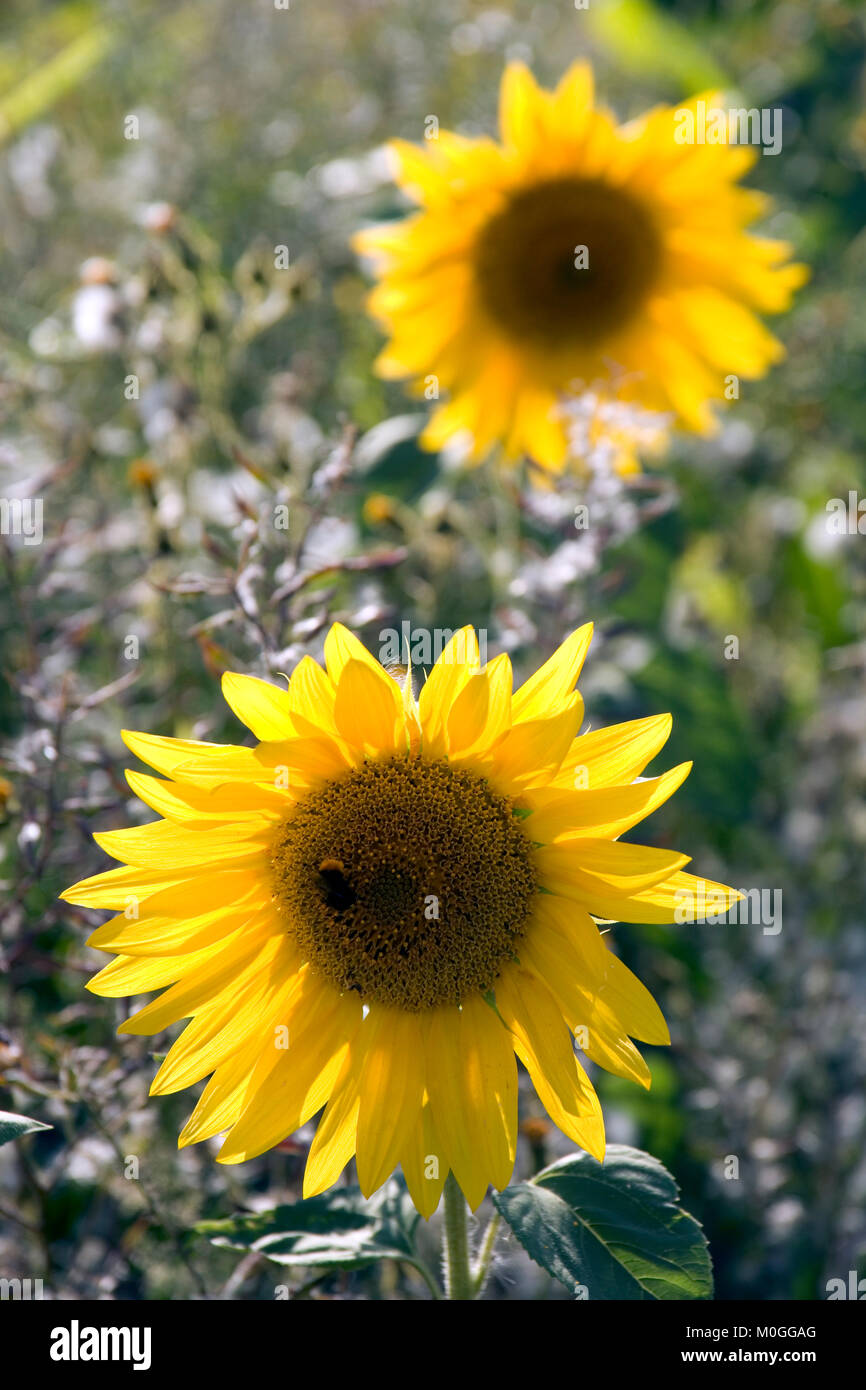 Two sunflowers on the edge of a field of sunflowers Stock Photo - Alamy