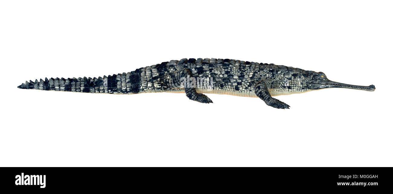 Indian gharial eating fish Cut Out Stock Images & Pictures - Alamy