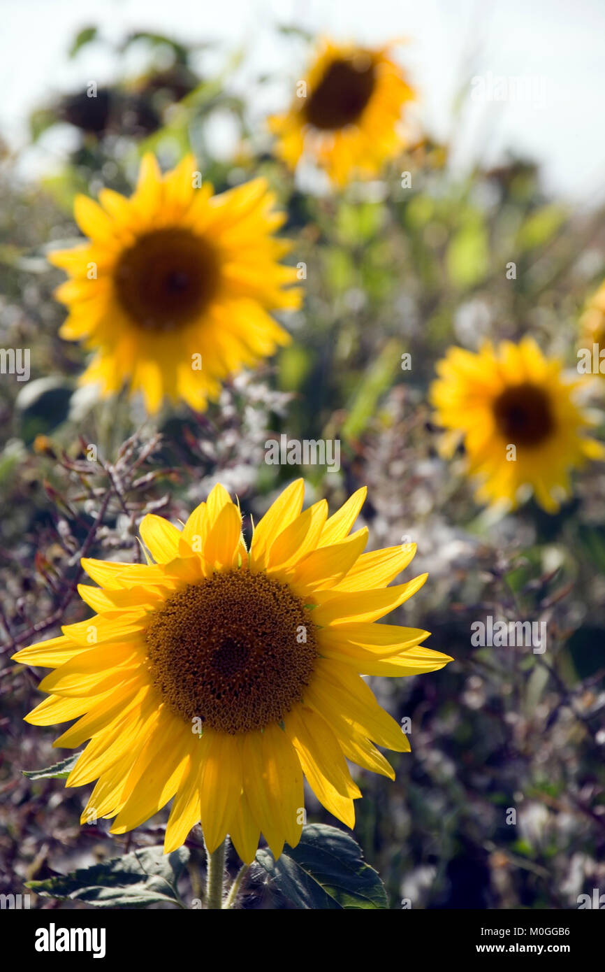 Sunflowers on the edge of a field of sunflowers Stock Photo - Alamy