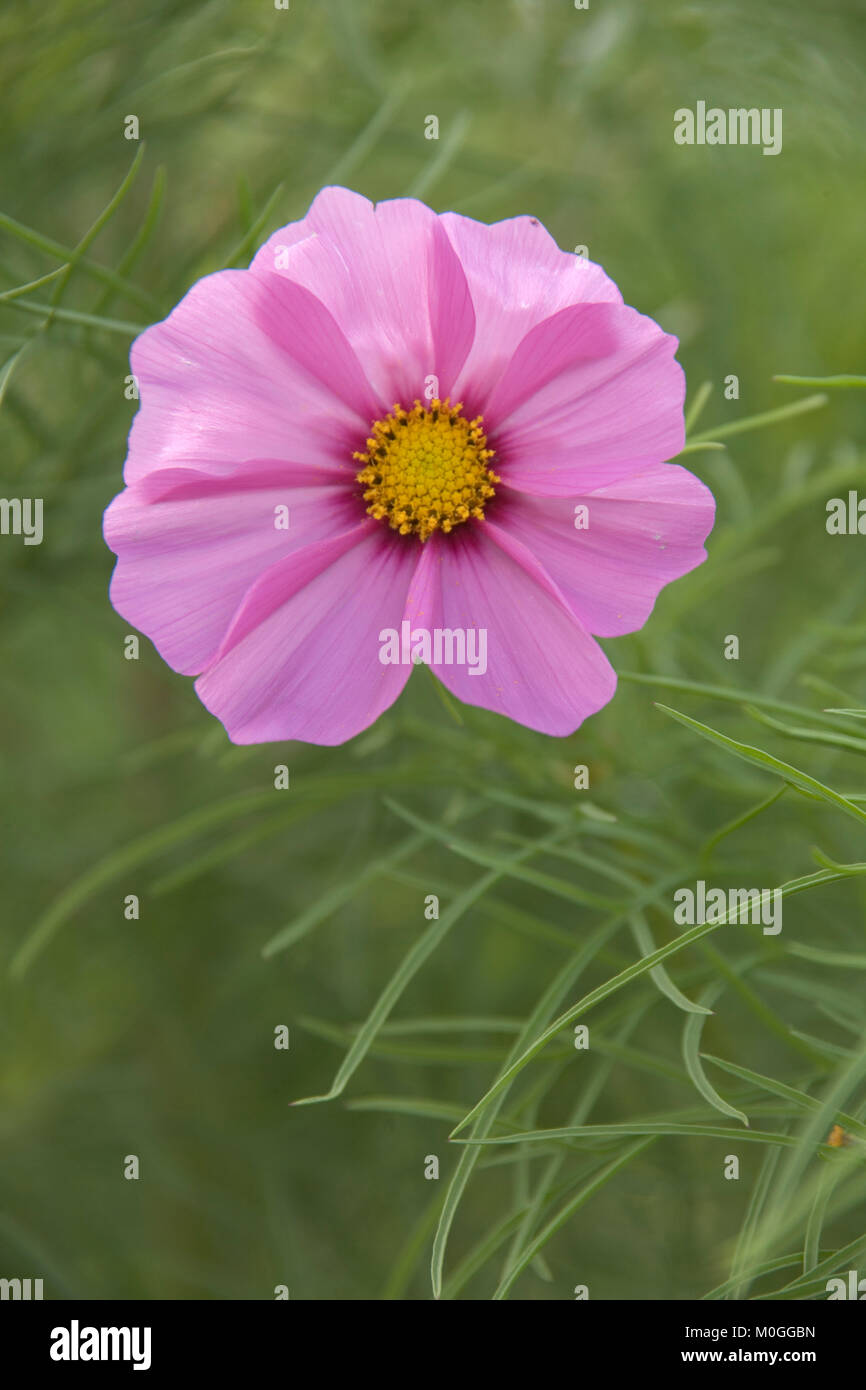 Pretty Mauve Flower High Resolution Stock Photography and Images - Alamy