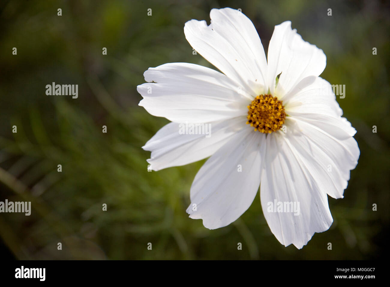 Cosmos flower with one white petal hi-res stock photography and images ...