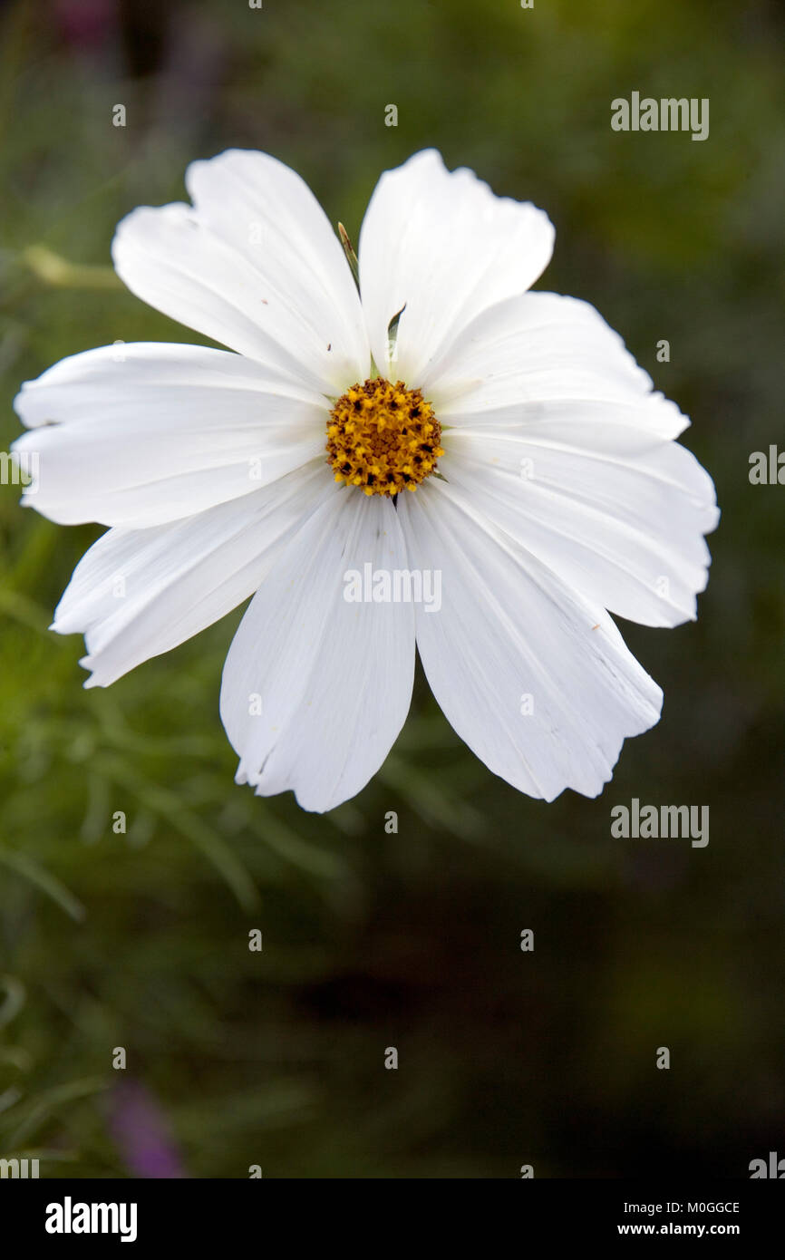 Cosmos flower with one white petal hi-res stock photography and images ...