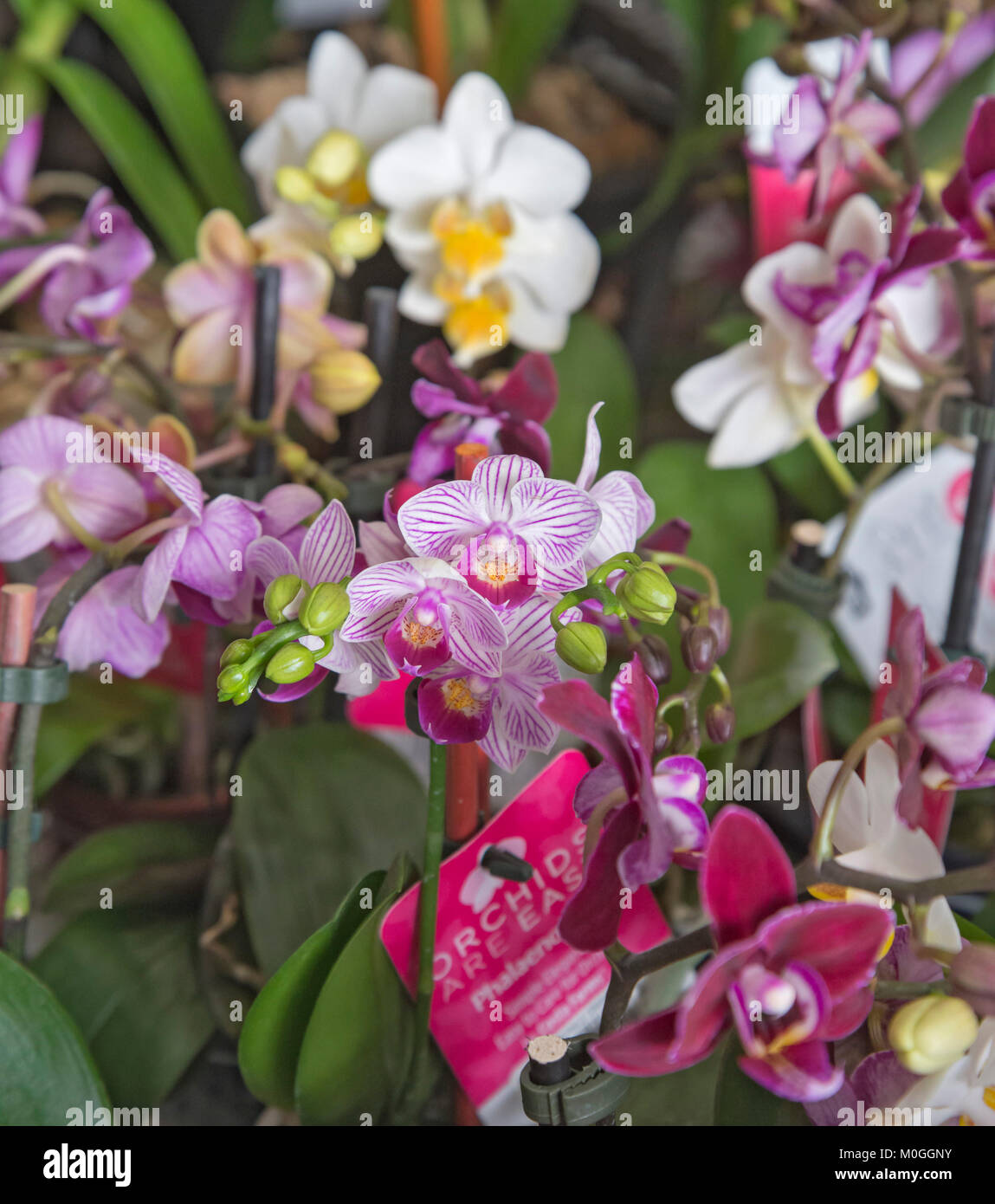 All colors of orchids hi-res stock photography and images - Alamy
