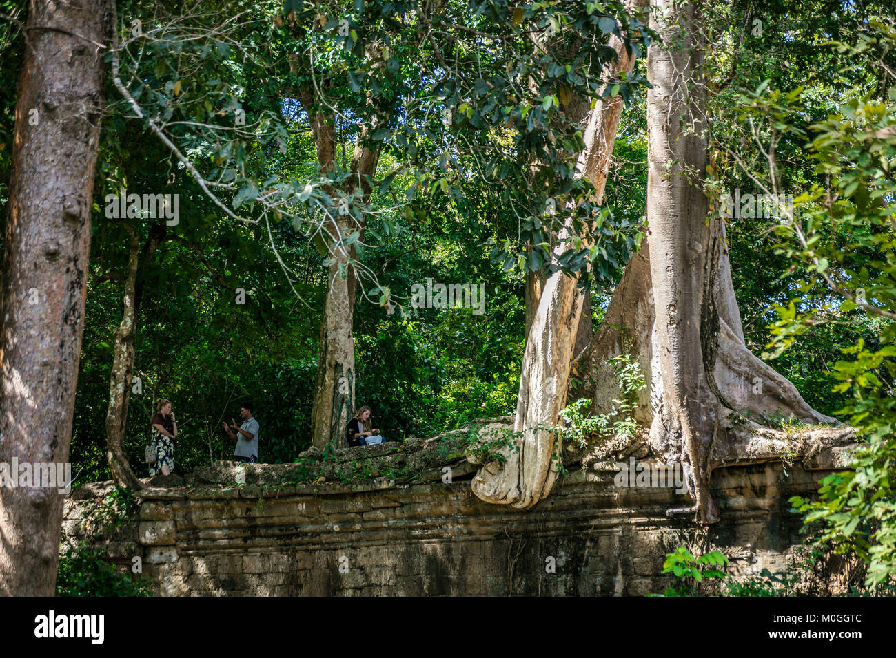 Entwined roots hi-res stock photography and images - Alamy