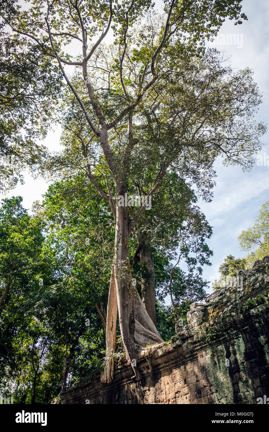 Victory tree hi-res stock photography and images - Alamy