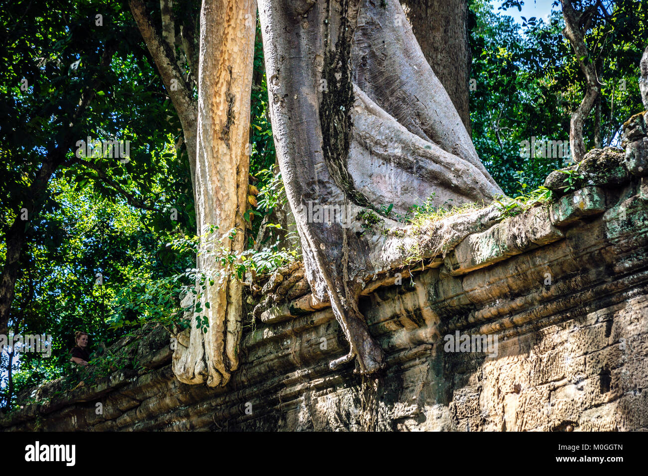 Tree roots on wall adjacent to The Victory Gate, Bayon Temple, Angkor ...