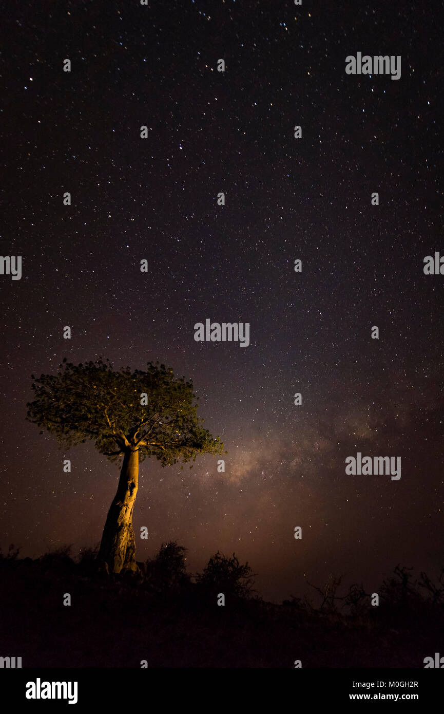 Tree in night sky hi-res stock photography and images - Alamy