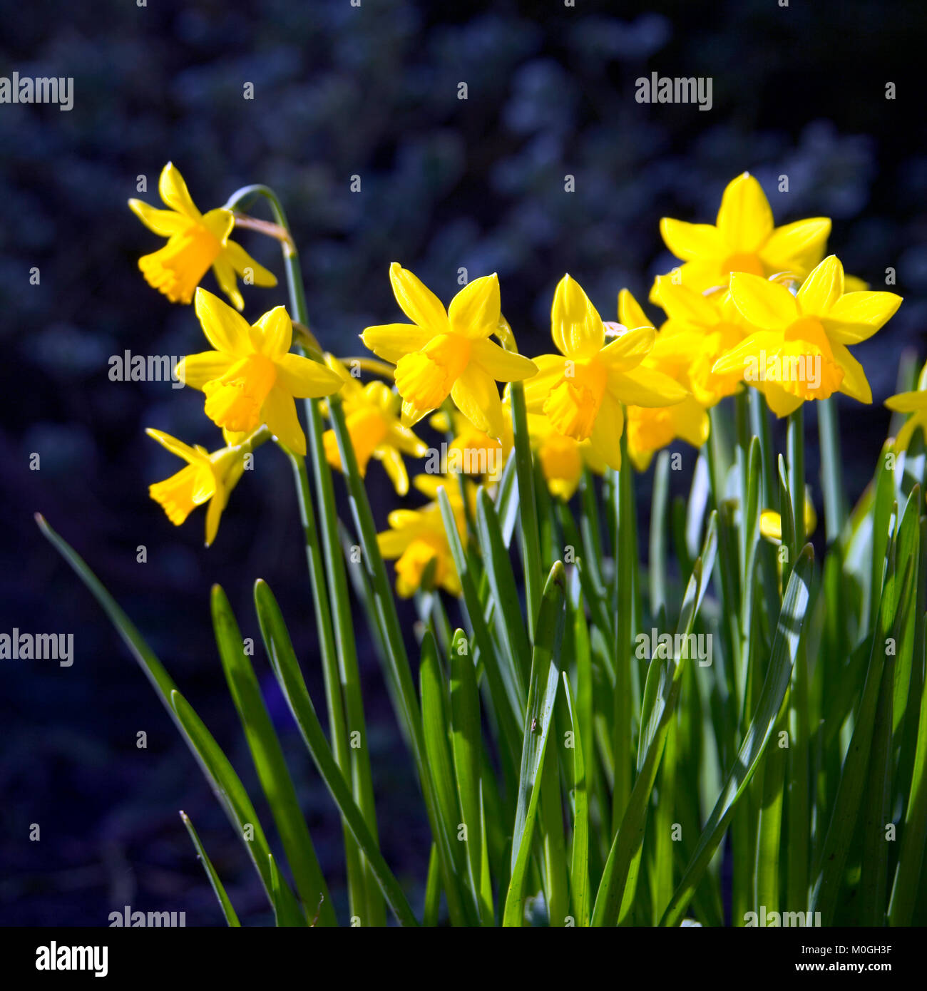 Clump of flowers hi-res stock photography and images - Alamy