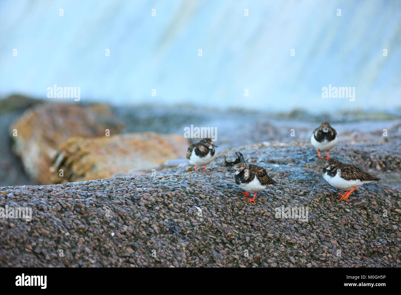 Turnstone wading bird on Clevedon Beach, Somerserset, UK Stock Photo ...