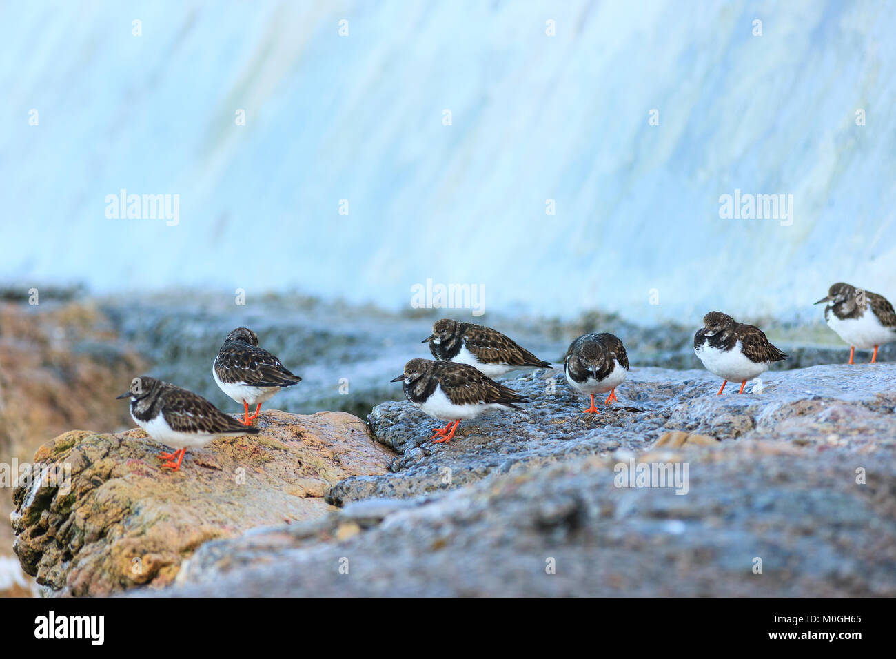 Turnstone wading bird on Clevedon Beach, Somerserset, UK Stock Photo ...