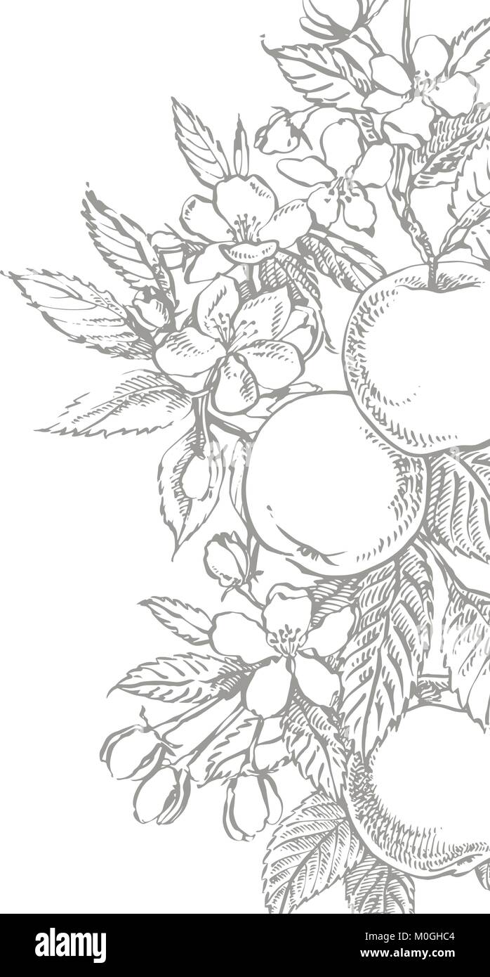 Victorian apple tree illustration hi-res stock photography and images ...