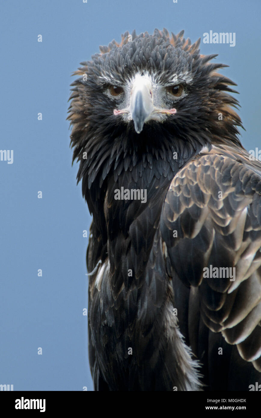 Adult wedge tailed eagle aquila audax hi-res stock photography and ...