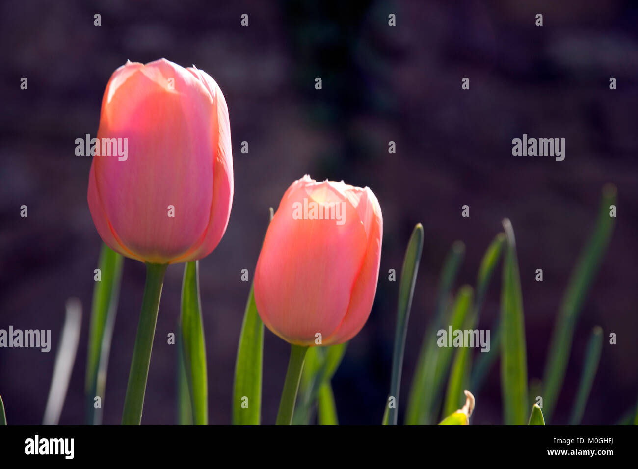 Two pink tulips sunlit, background in shadow Stock Photo - Alamy