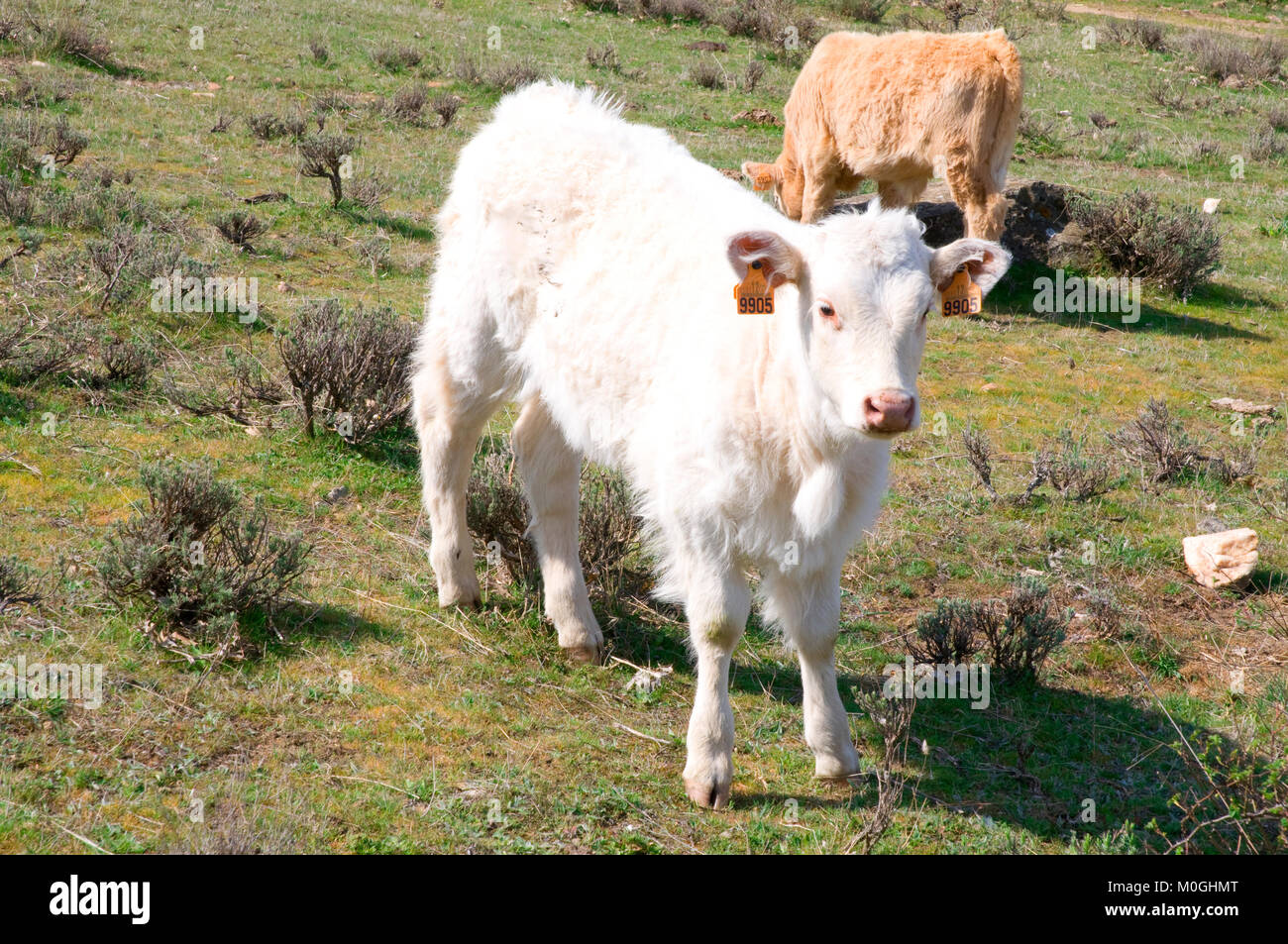 Ternera hi-res stock photography and images - Alamy