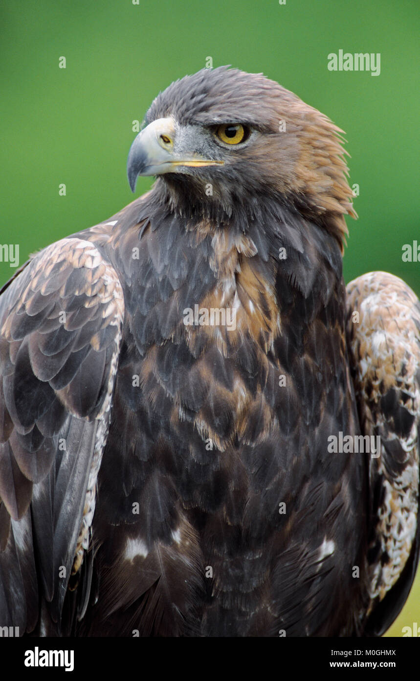 Golden eagle aquila chrysaetos germany hi-res stock photography and ...