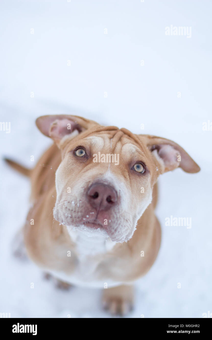 Color urajiro hi-res stock photography and images - Alamy