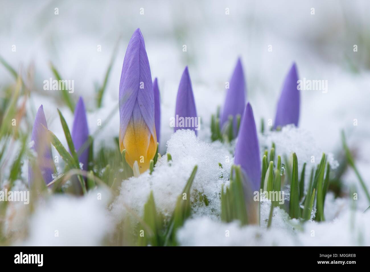 Dresden, Germany. 22nd Jan, 2018. Crocus flowers are covered in snow in ...