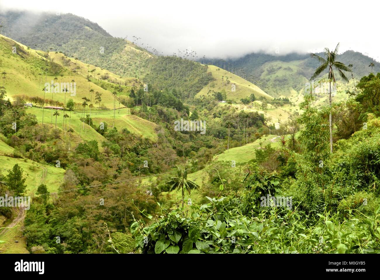 Salento, Quindio, Colombia. 3rd Oct, 2016. Towering wax palms, the ...