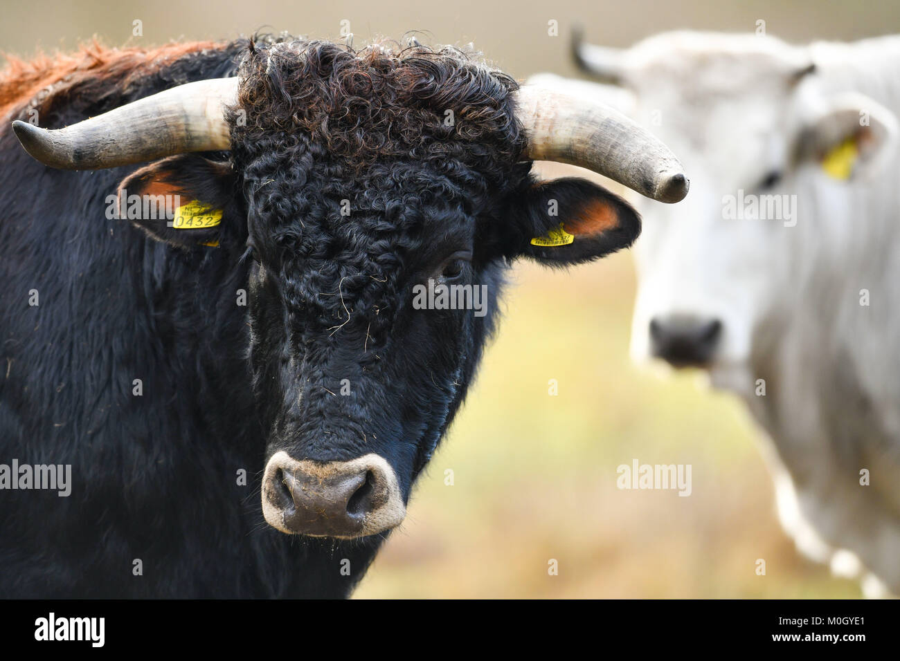 Sayaguesa cow hi-res stock photography and images - Alamy