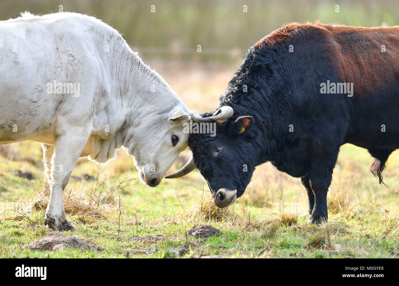 Sayaguesa cow hi-res stock photography and images - Alamy