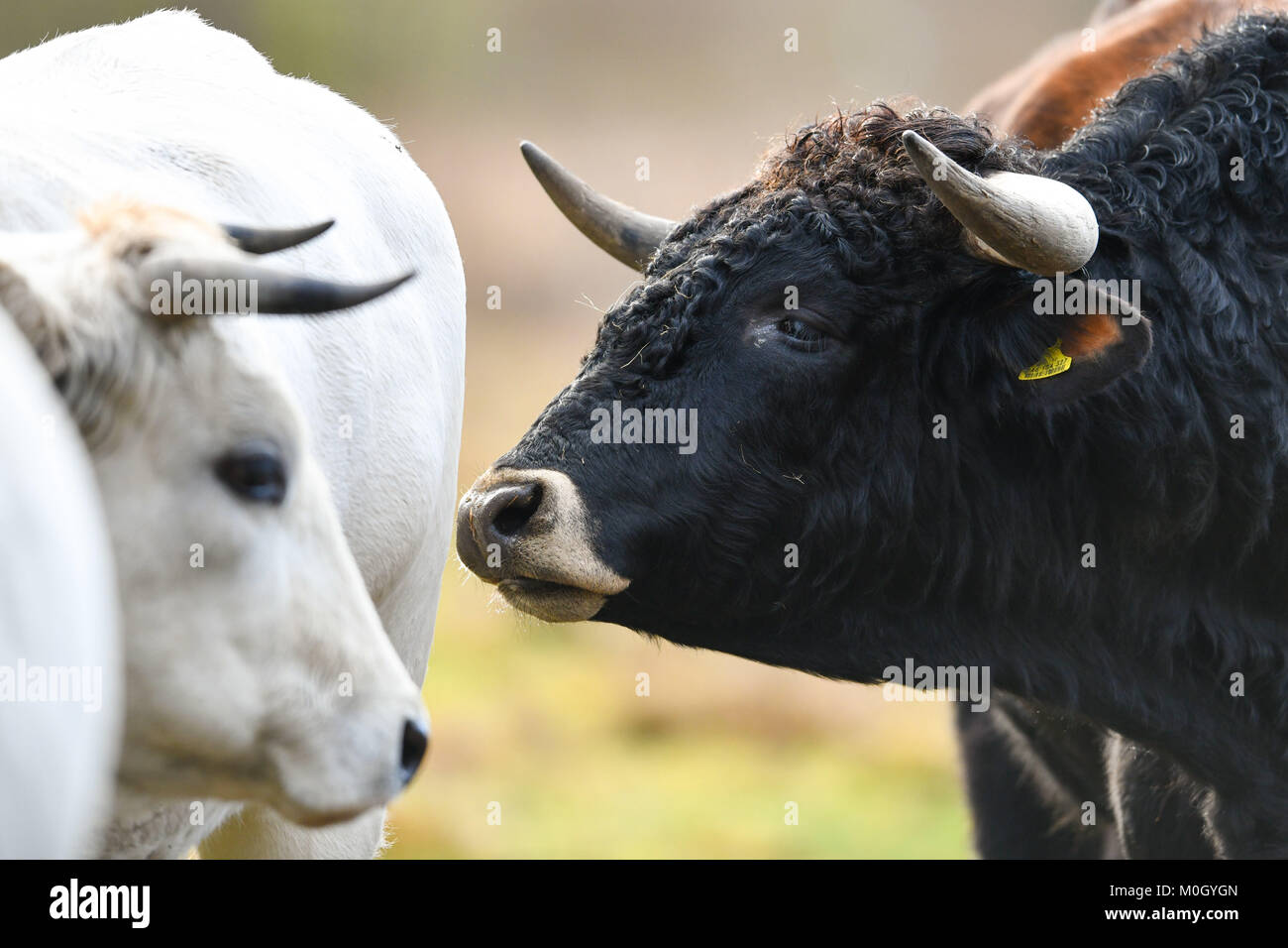 Sayaguesa cow hi-res stock photography and images - Alamy