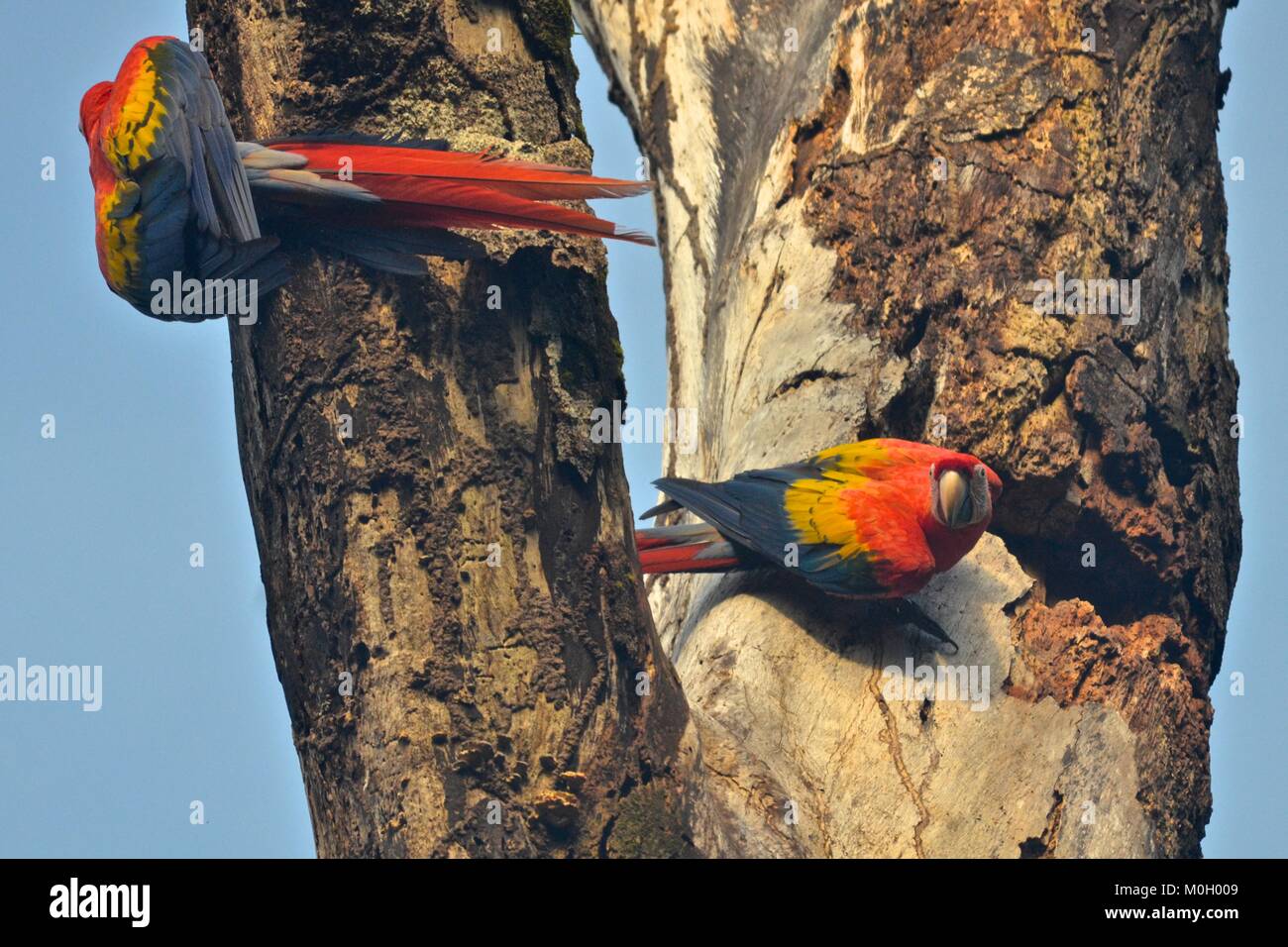 Scarlet macaw nest hi-res stock photography and images - Alamy