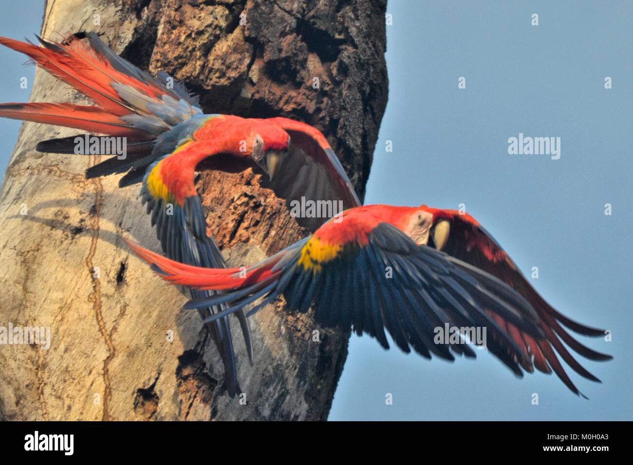 Costa Rica. 19th Feb, 2015. Scarlet Macaw Parrot ( Ara macao ...