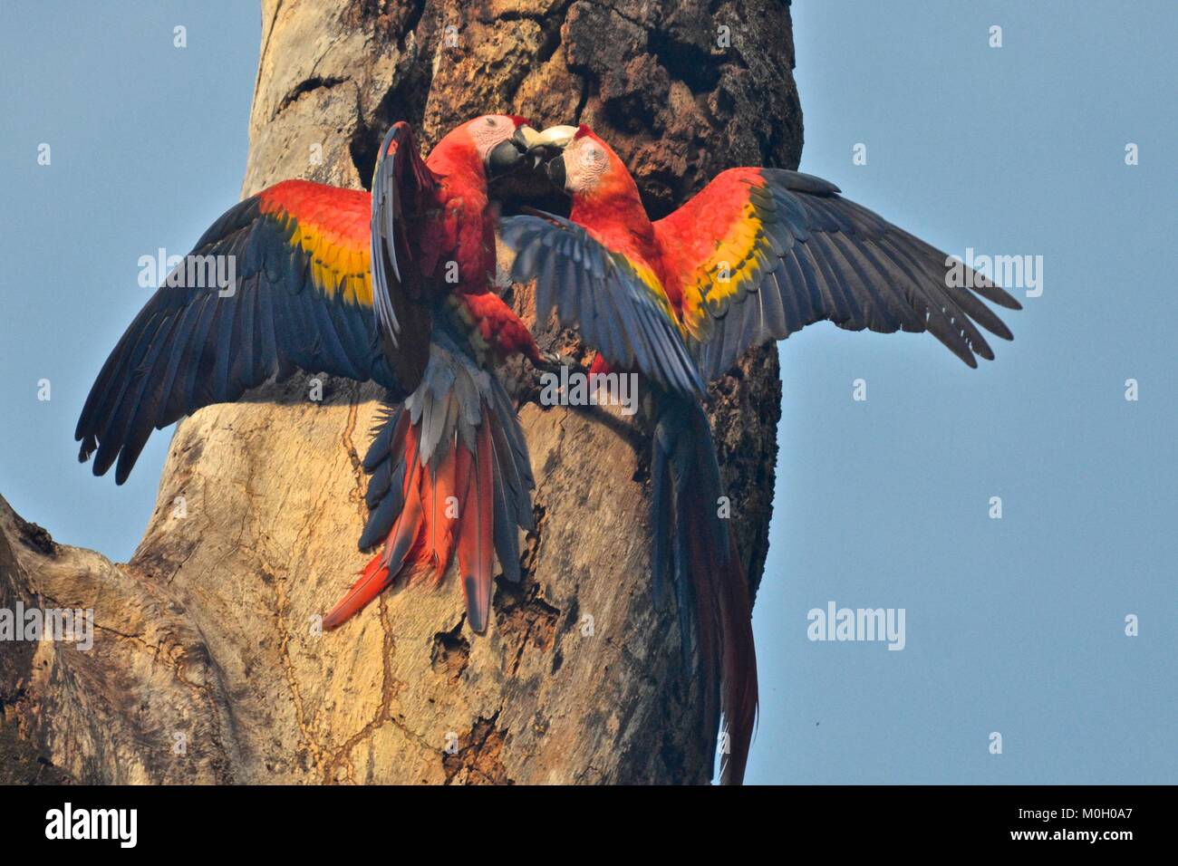 Scarlet macaw nest hi-res stock photography and images - Alamy