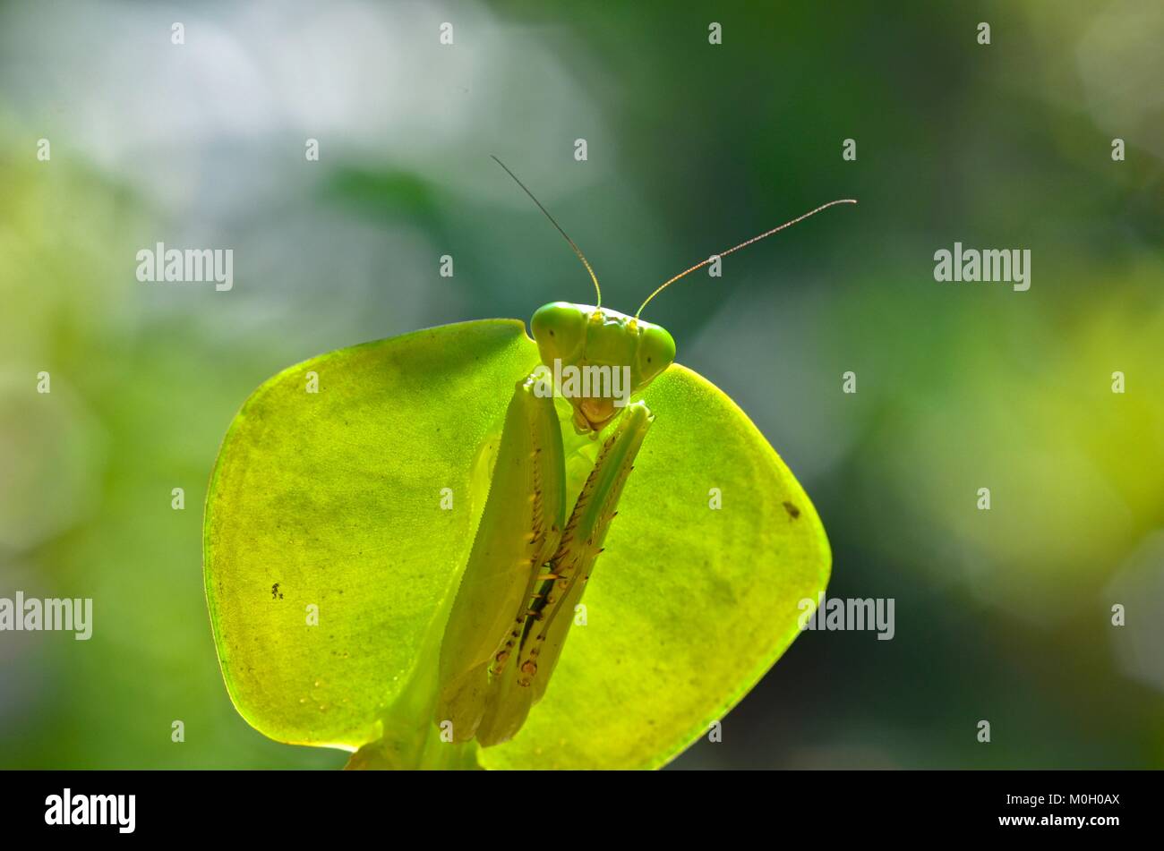 Costa Rica. 10th Feb, 2015. Leaf-mimicking praying mantis ( Choerdolis ...