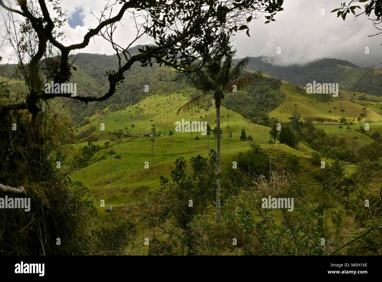 Salento, Quindio, Colombia. 3rd Oct, 2016. Towering wax palms, the ...