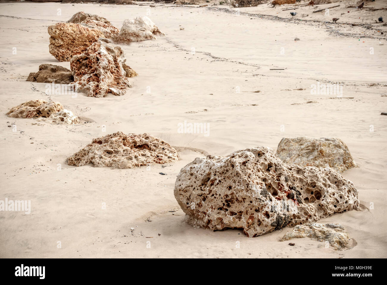Stones of shell rock in the sand Stock Photo - Alamy