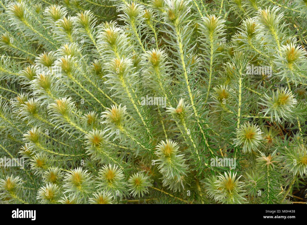 Phylica phylica pubescens hi-res stock photography and images - Alamy