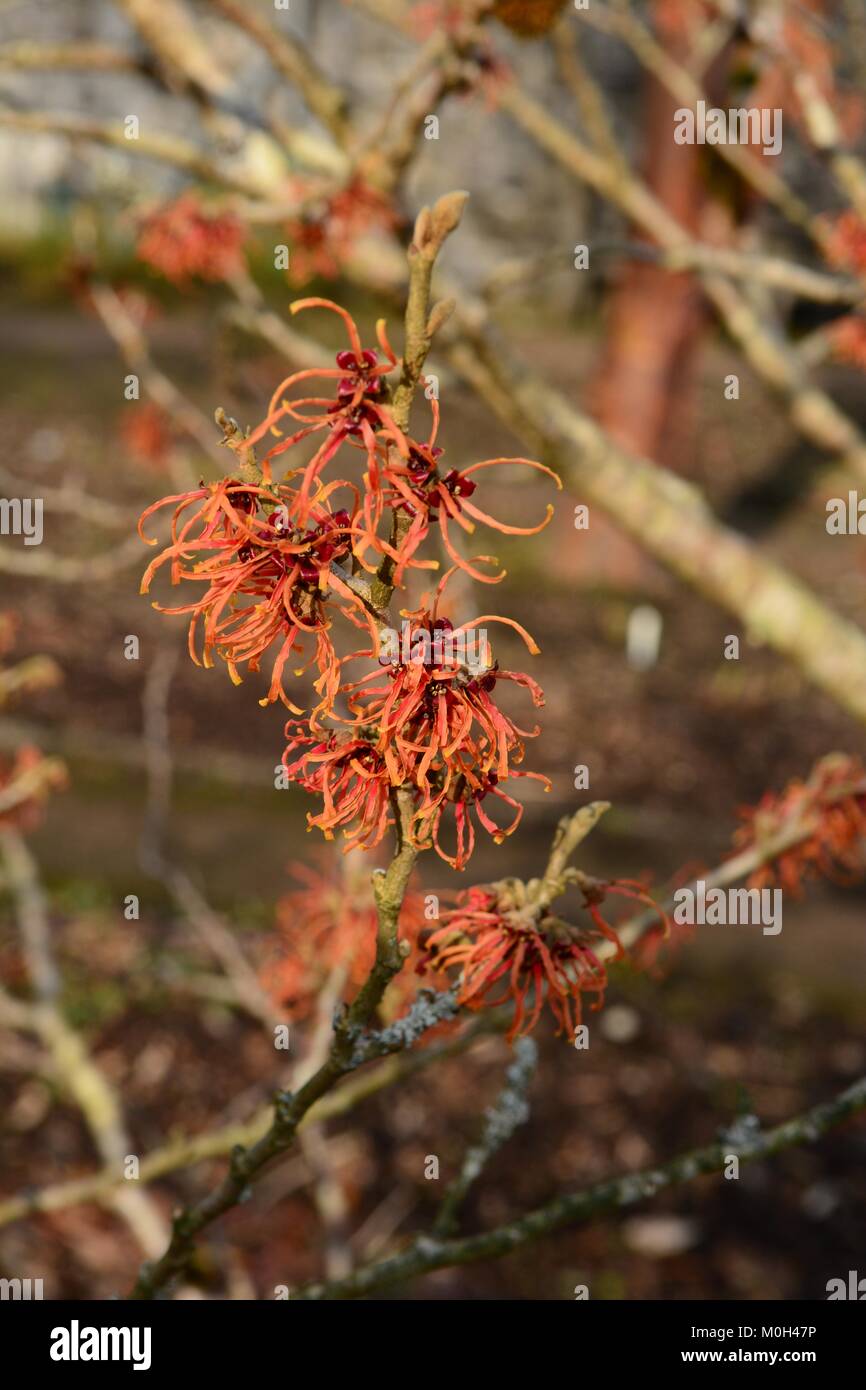 Hamamelis x intermedia Jelena Witch Hazel deciduous shrub with clusters ...