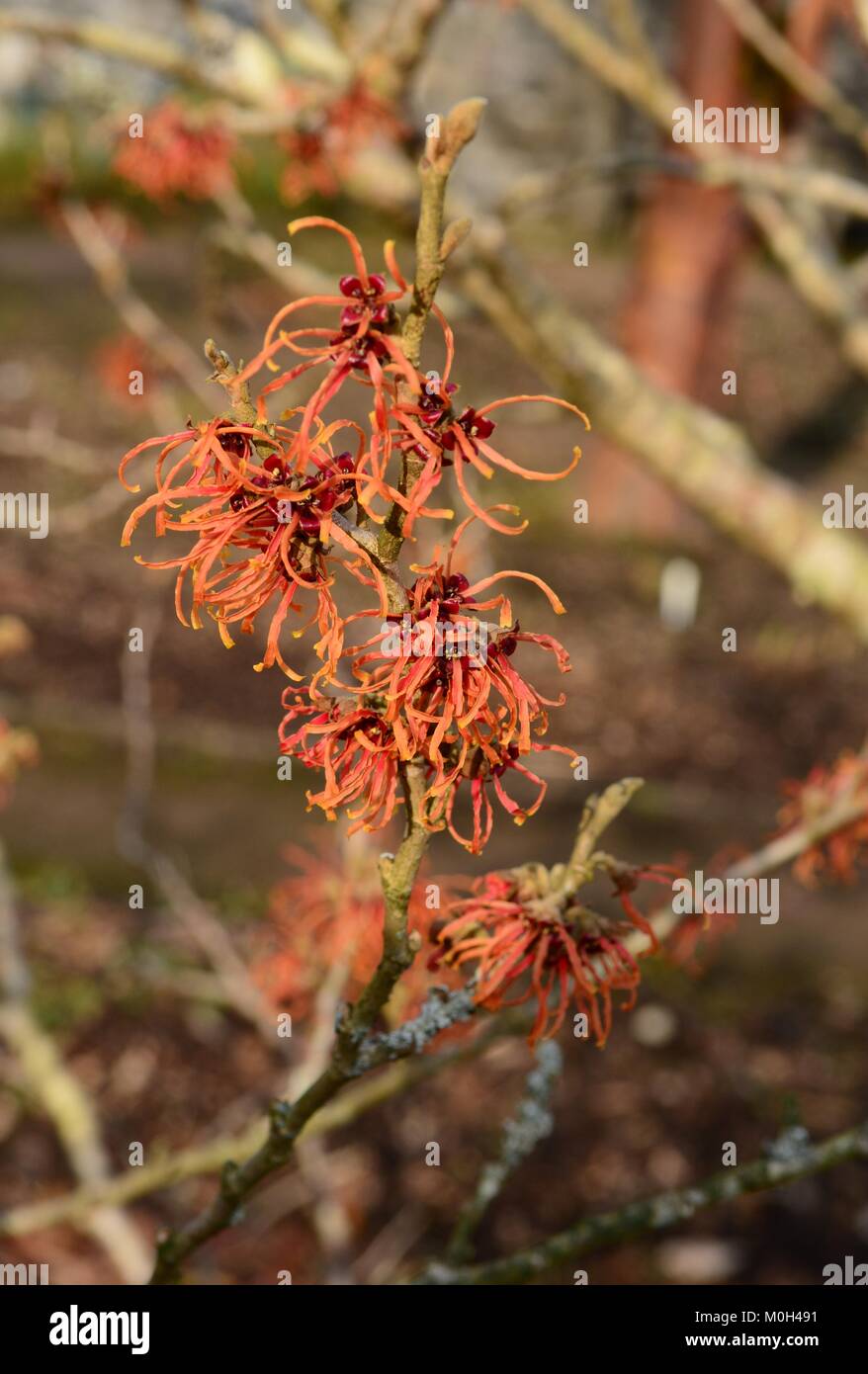 Hamamelis x intermedia Jelena Witch Hazel deciduous shrub with clusters ...