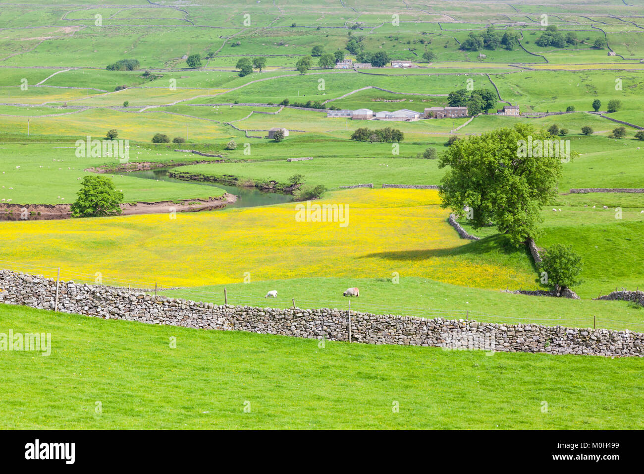 English agricultural landscape in the Yorkshire Dales with a river ...