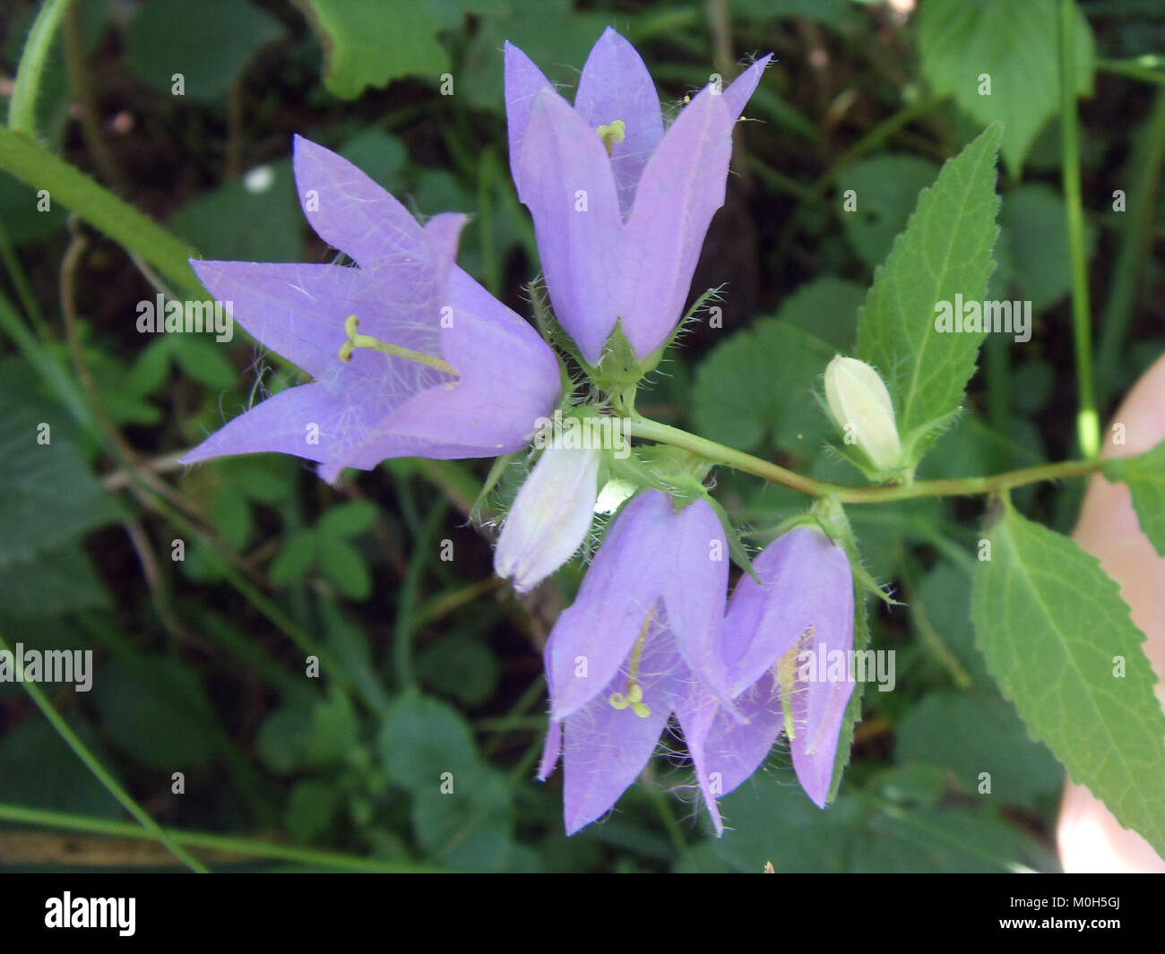 Campanula persicifolia, commonly known as the peach-leaved bellflower ...