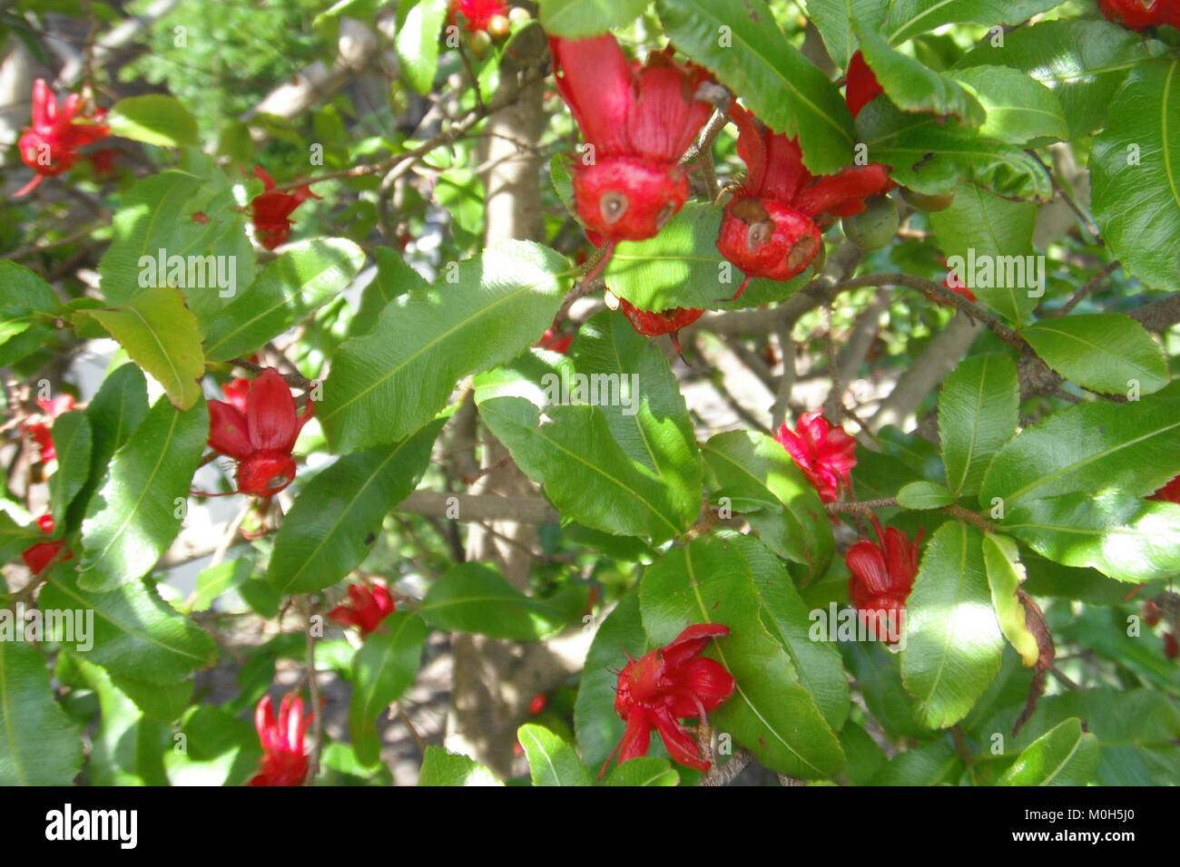 A botanical image of a flowering bush in Sydney, Australia, showcasing ...