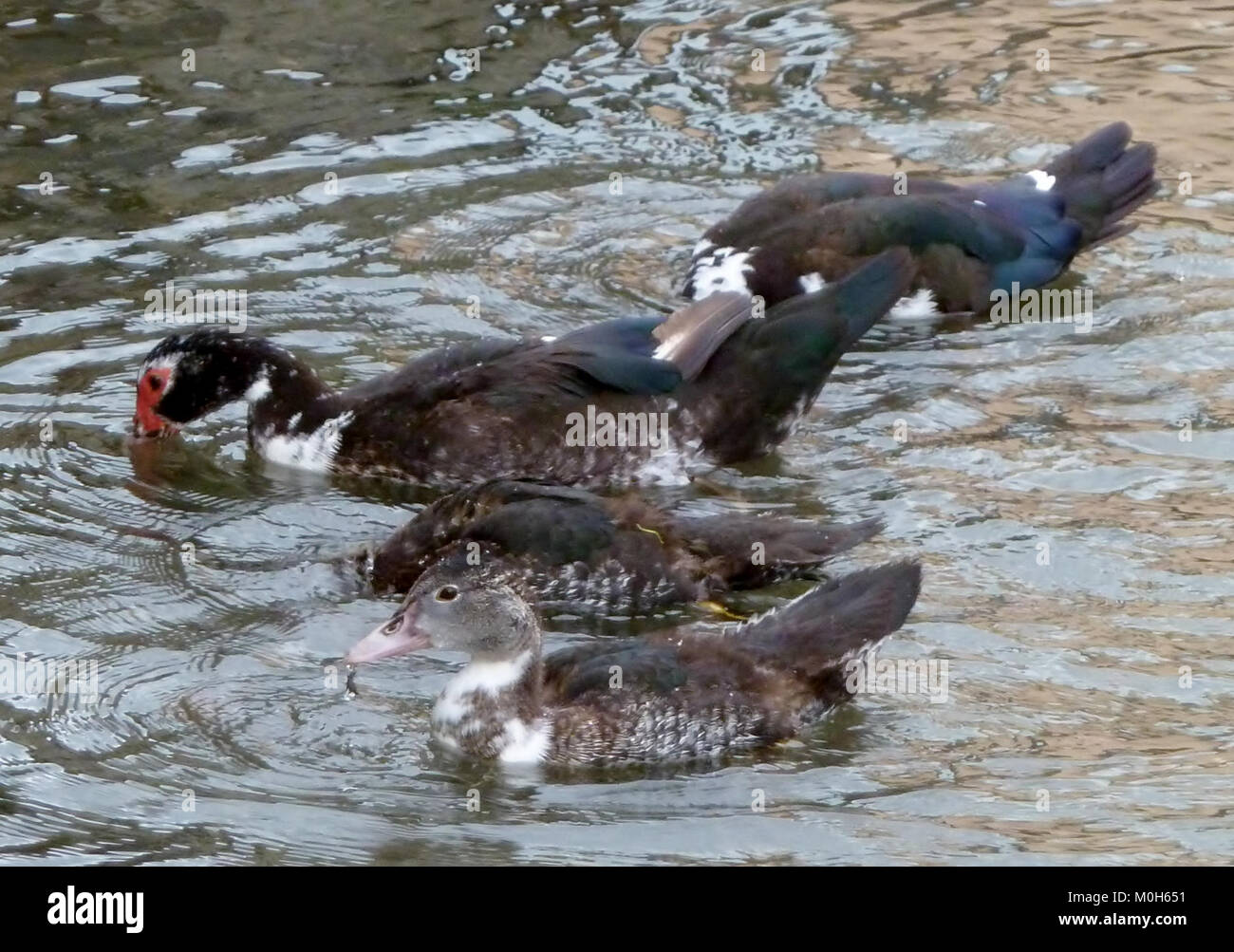 A photograph showing ducks in Vielle-Adour, France, illustrating local ...