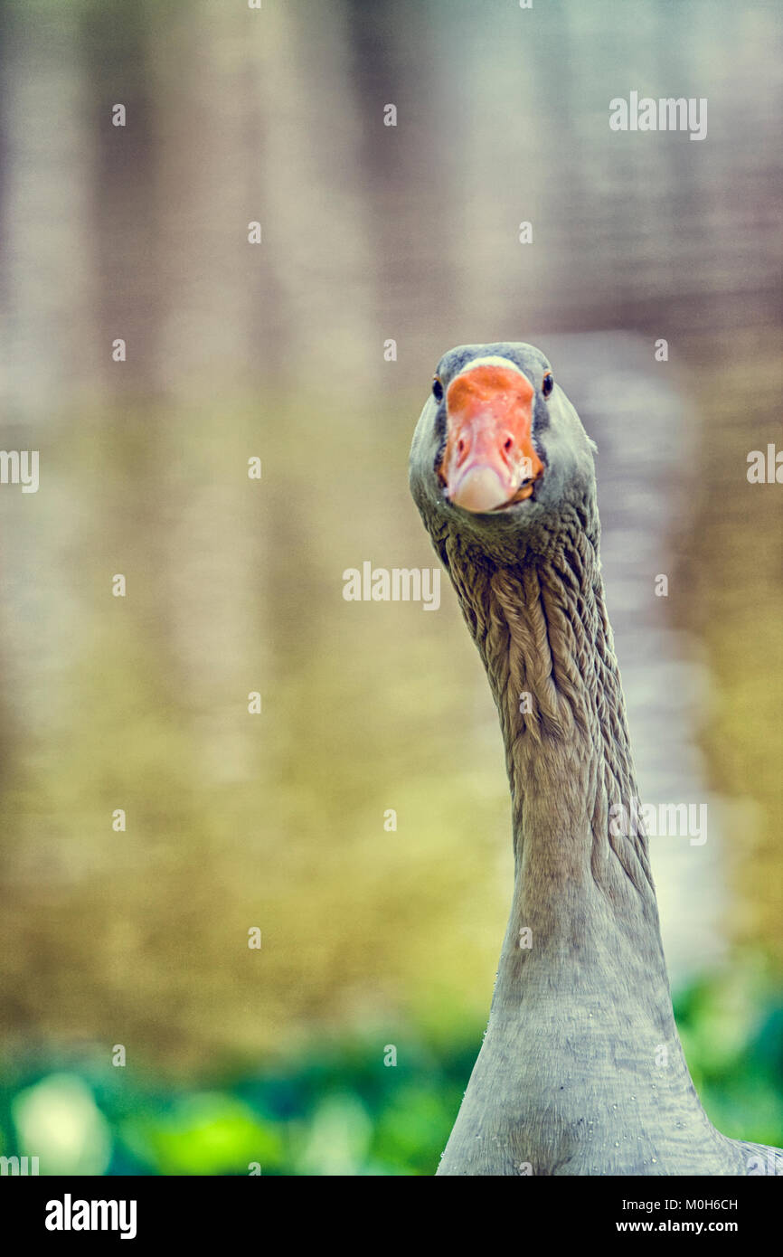 close up of goose with wrinkled neck Stock Photo - Alamy