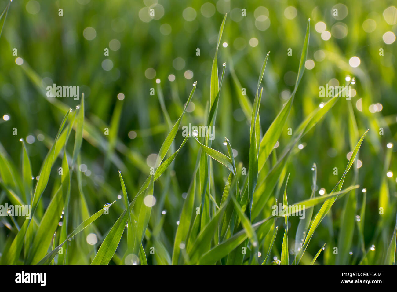 Morning Dew on grass Stock Photo - Alamy