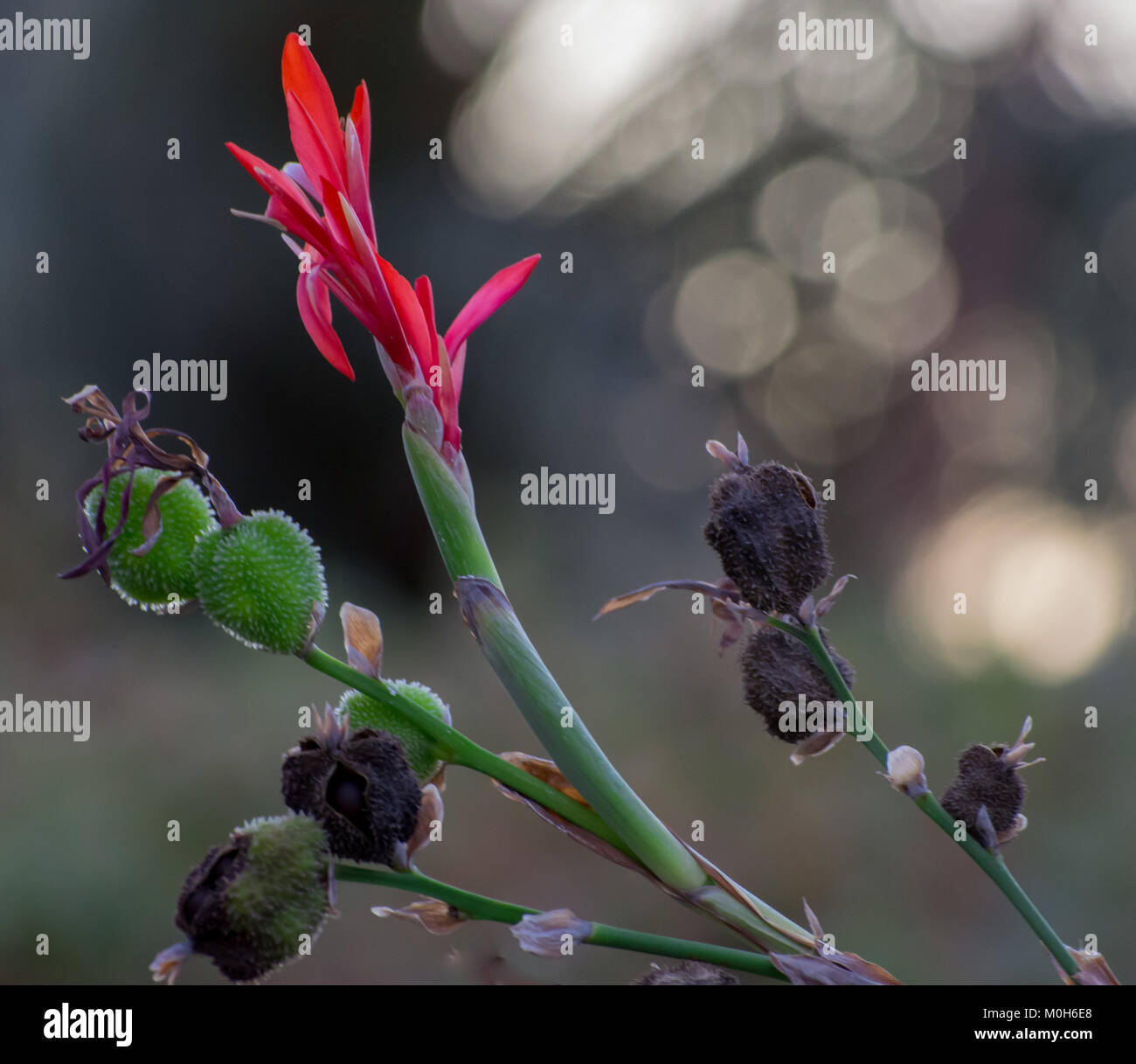 Canna Indica Flower Stock Photo - Alamy