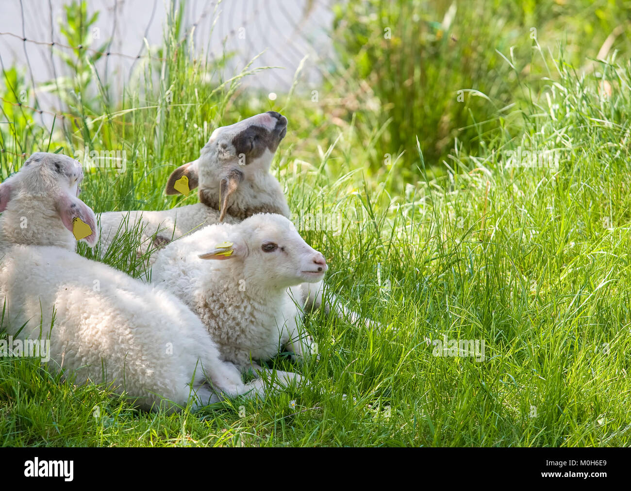 Small white lambs in springtime Stock Photo - Alamy