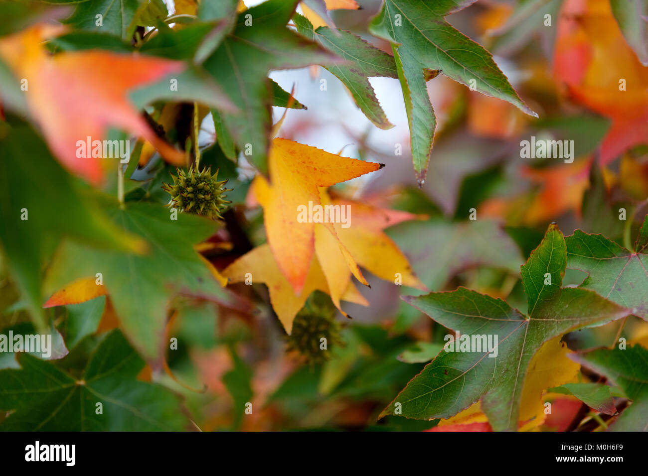 Beautiful leaves with many colors from the autumn Stock Photo - Alamy