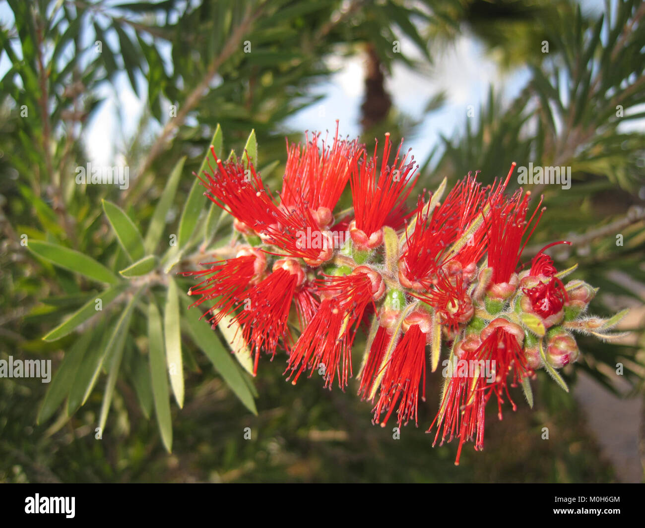 Callistemon viminalis, commonly known as the Weeping Bottlebrush, a ...