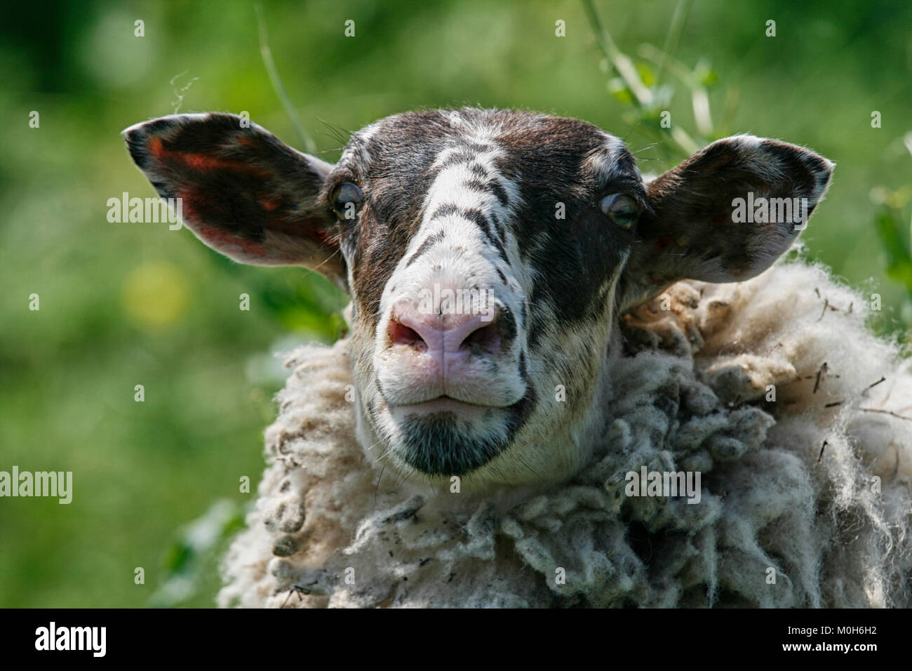 black and white sheep with tags in ear Stock Photo - Alamy