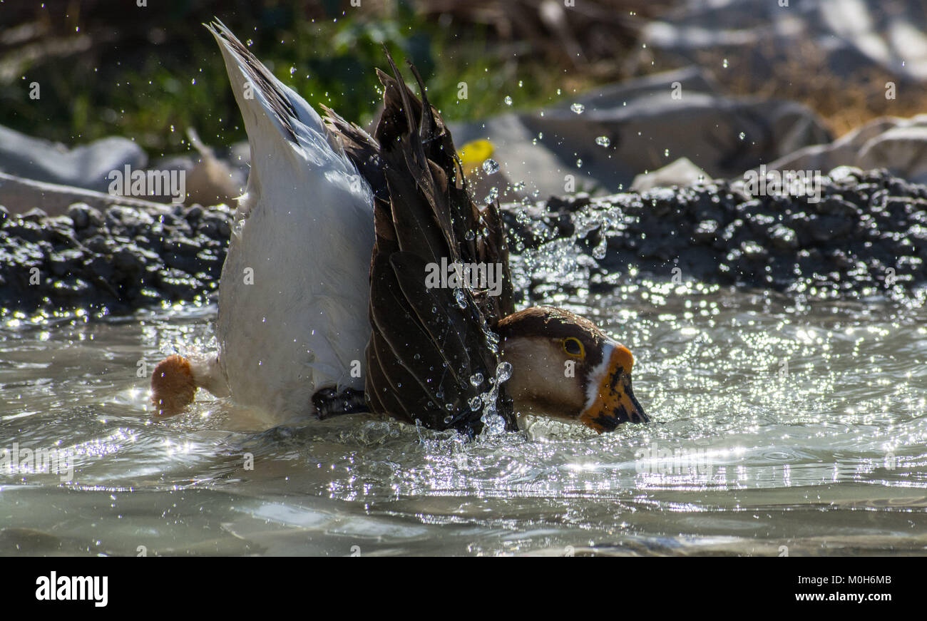Male and Female Geese Stock Photo - Alamy